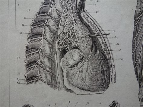 Zenuwstelsel Oude Anatomie Prent Zenuwen Originele Antieke Anatomische