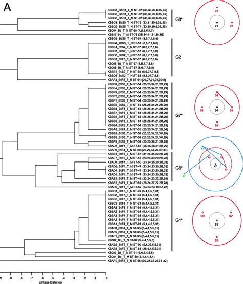 concatenated sequence based phylogenetic tree three clusters