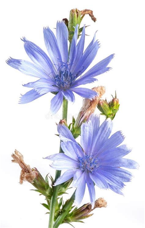 Planta De Achicoria En Flor Bellas Flores Azules Se Acercan Al Fondo