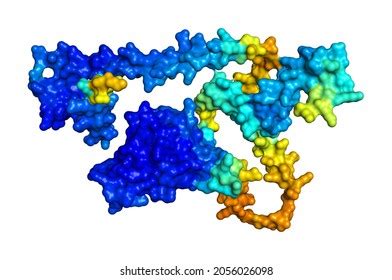Cytoskeleton Cell Division Royalty Free Photos And Stock Images Shutterstock