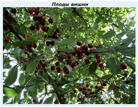 Как собрать вишню с высокого дерева 3 проверенных способа