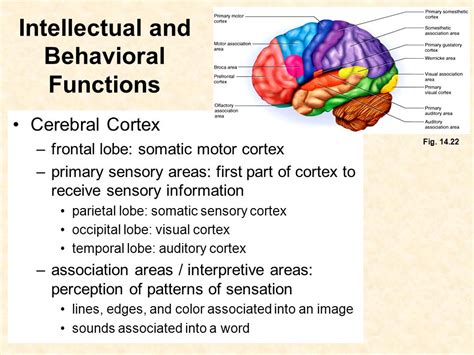 Cerebral Cortex Function