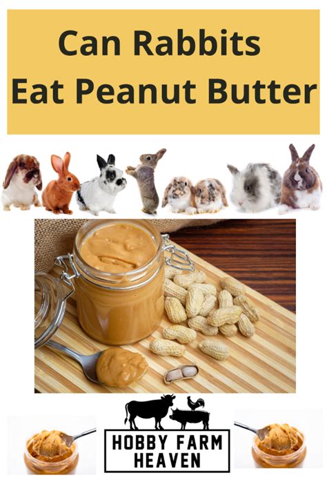 The Nutty Truth Can Rabbits Eat Peanut Butter · Hobby Farm Heaven