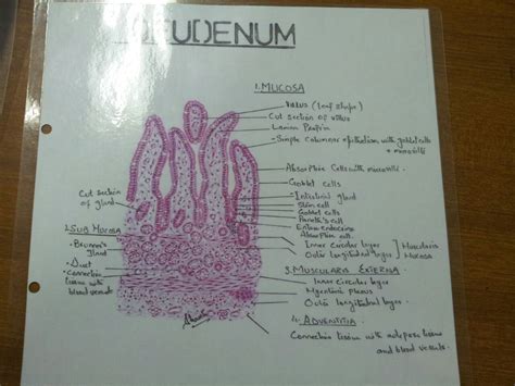 Histology Of Duodenum My Xxx Hot Girl