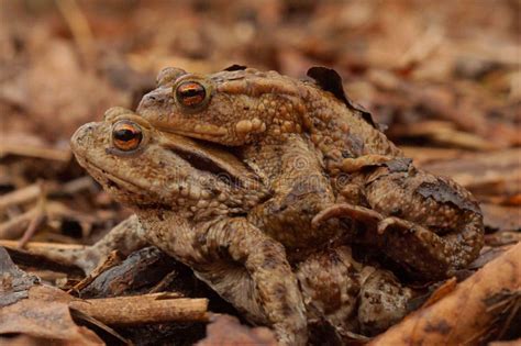 Two Toads Are Piled On Top Of Each Other On A Bed Of Leaves The Toads