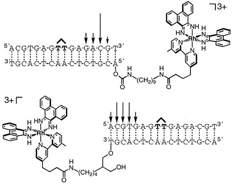 Thymine Dimer Mutation
