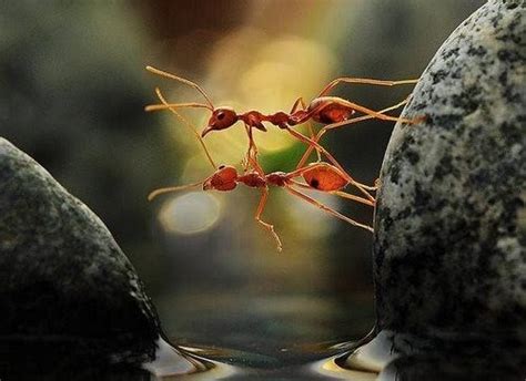 نیش مورچه چگونه است؟ علائم، درمان و عوارض Happypet