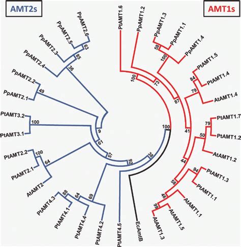 Phylogenetic Analysis Of Amt1 Genes In Populus Trichocarpa And Pinus
