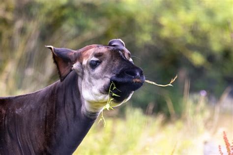 Premium Photo Adult Okapi Grazing On Lush Foliage This Species Is