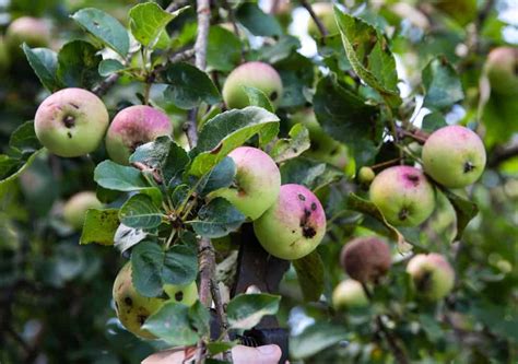 How To Identify And Stop Apple Scab Disease