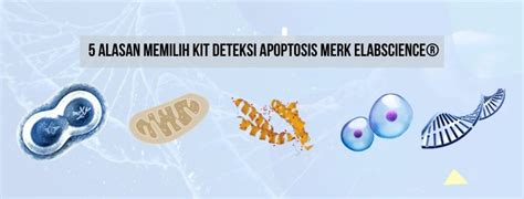 5 Alasan Memilih Kit Deteksi Apoptosis Merk Elabscience® Pt Indogen