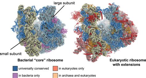 Ribosome Structure