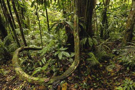 Amazon Rainforest History Of Biodiversity Barbi Carlota