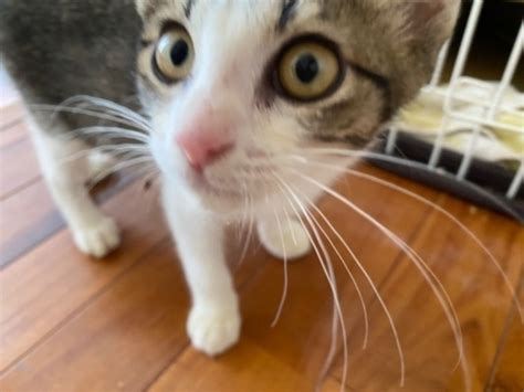 生後3ヶ月🌟まん丸おめめの男の子 ないちゃーヨメ おもろまちの猫の里親募集｜ジモティー