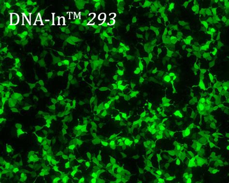 默瑞生物成为DNA In 293 Transfection Reagent授权代理商 产品资讯 资讯 生物在线
