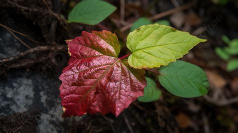 적황색 잎이 땅에서 돋아나다 포이즌 아이비 식물 사진 배경 일러스트 및 사진 무료 다운로드 Pngtree