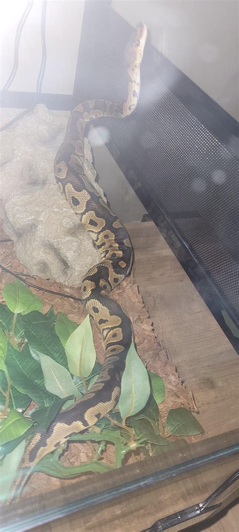 Very Wrinkly Folds R Ballpython