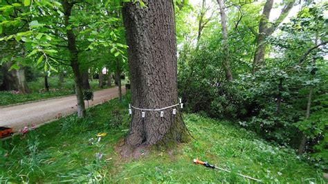 Tree Decay Detection Advanced Tree Inspections