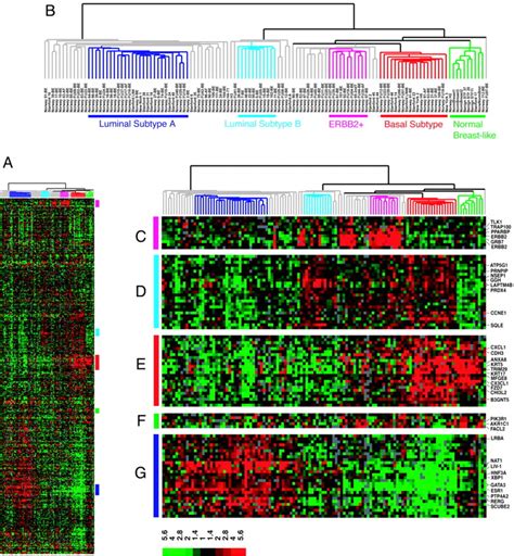 Repeated Observation Of Breast Tumor Subtypes In Independent Gene