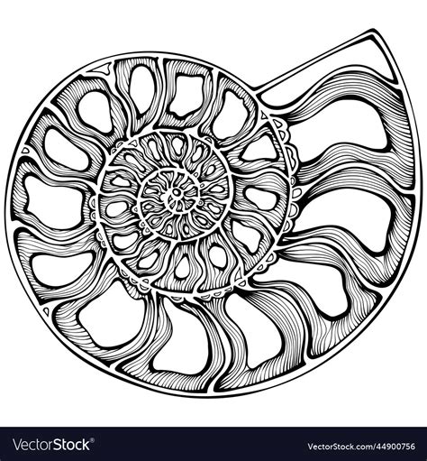 Ammonite Fossil Drawing
