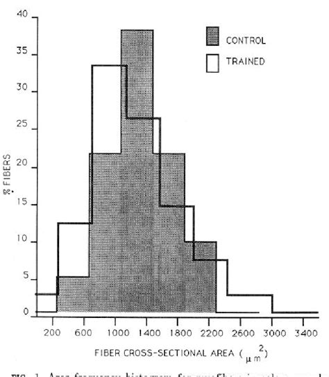 Figure 1 From Exercise Induced Satellite Cell Activation In Senescent Soleus Muscle Semantic