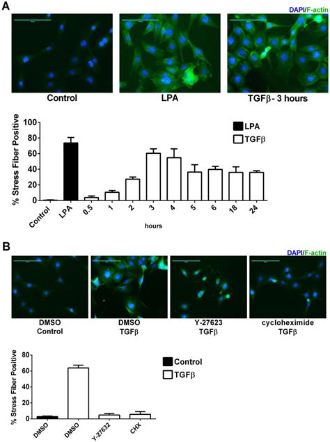 Rho Mrtf Pathway Signaling And Small Molecule Inhibitor Development In