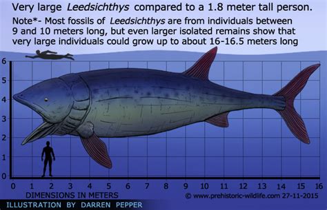 Leedsichthys ~ Detailed Information Photos Videos