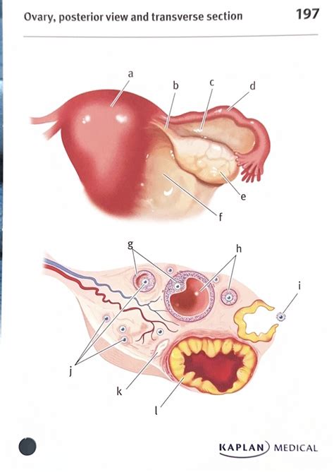 Diagram Of Ovary Posterior View And Transverse Section Quizlet