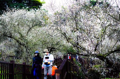影音枝頭如覆白雪 嘉義縣梅山公園梅花盛開 蕃新聞