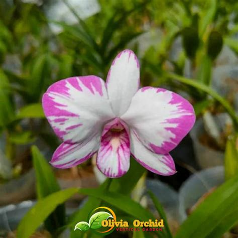 ANGGREK DENDROBIUM DENDRO ANGGREK Anggrek Dendrobium Enobi Pink Splash Seedling Tanpa Pot