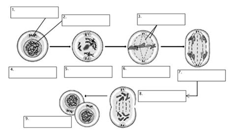 Mitosis Diagram Quizlet