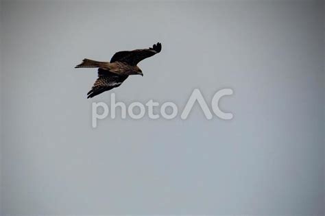 空を飛ぶトビ No 28731716写真素材なら写真AC無料フリーダウンロードOK