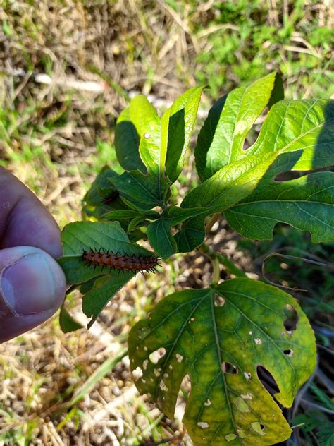 Integrated Pest Management Ipm Steps And Methods Ufifas Extension Polk County