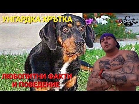 УНГАРСКА ХРЪТКА - ЛЮБОПИТНИ ФАКТИ И ПОВЕДЕНИЕ а.С.м - YouTube