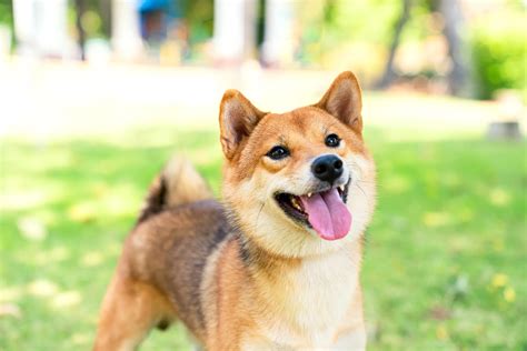 Shiba Inu Dog Breed Information And Characteristics