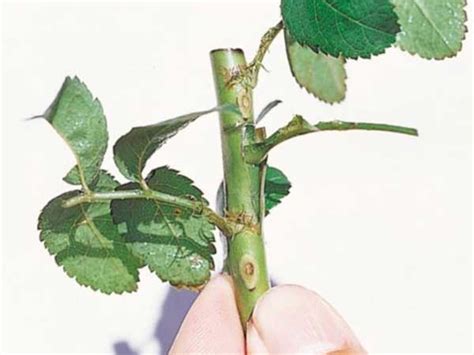 Rose Farming In Greenhouse Cost Yield And Handbook Insongreen