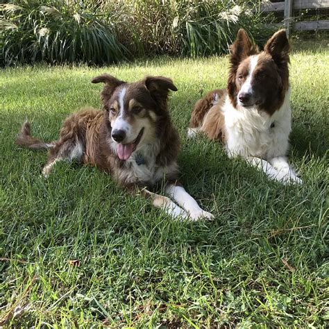 Ginger And Skipper Carolina Border Collie Rescue