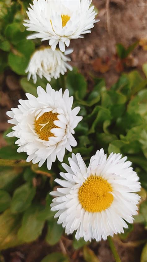 Маргарики 🌼 | My flower, Instagram photo, Photo and video