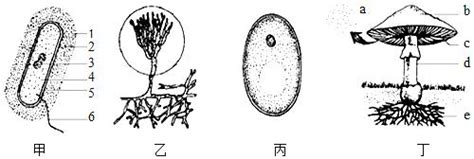 以下是细菌、青霉菌、酵母菌、蘑菇四种微生物图，请据图回答下列问题。（1）上图中甲与乙、丙、丁在细胞结构上的主要区别是 ；（2）图甲中，1的名称是 ；6是 百度教育