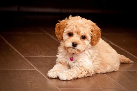 Maltipoo