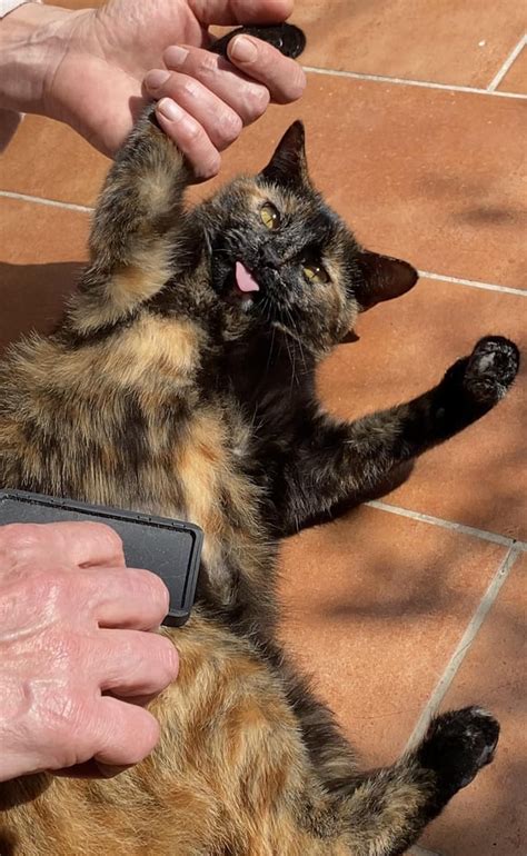 Deploying Cat R Cats