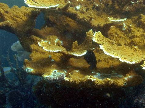 Uncw Imagescoraldiseases