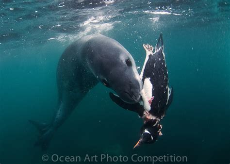 Leopard Seal Attacks Diver The Crabeater Seals Guide To Surviving