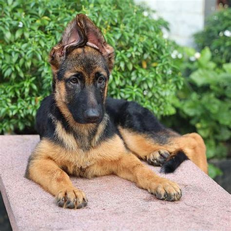 Top Trại Chó Becgie Đức Bỉ Uy Tín Nhất Việt Nam 🐶