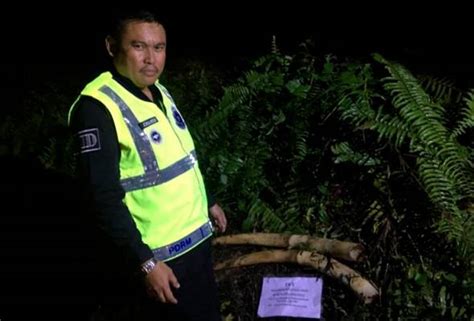Gading Disyaki Milik Bangkai Gajah Pygmy Ditemui Astro Awani