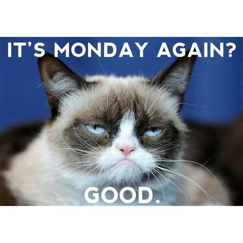 75 Best Images About Grumpy Cat On Pinterest Fifty Shades Close Up