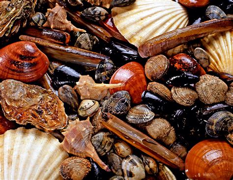 Shellfish Facts Vital Choice