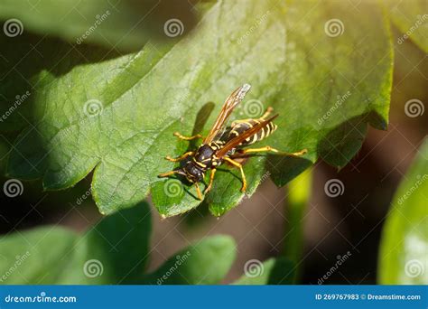 Avispa Silvestre Insecto Bebe Agua En Hojas Imagen De Archivo Imagen