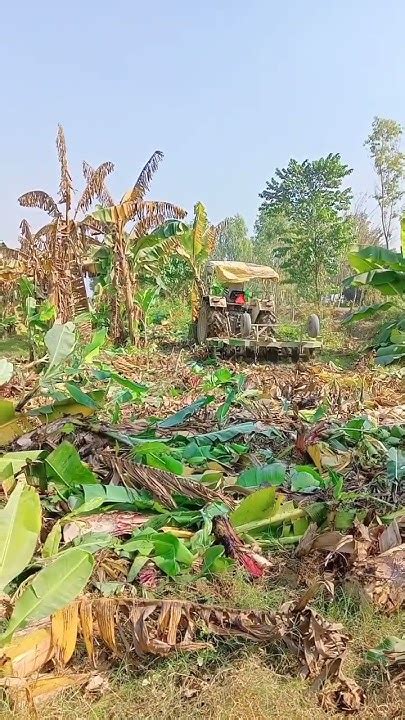 Trector Kele Ke Khet Ki Jutai Banana Farming Shorts Banana