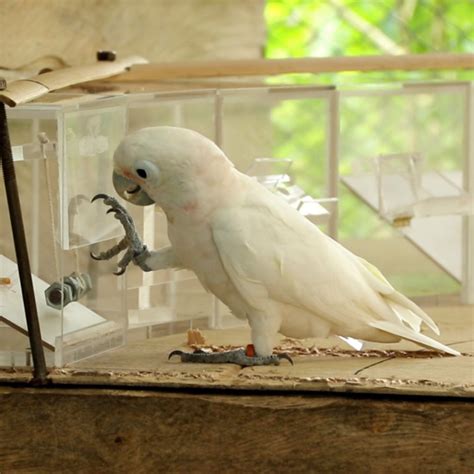 Goffin Cockatoos